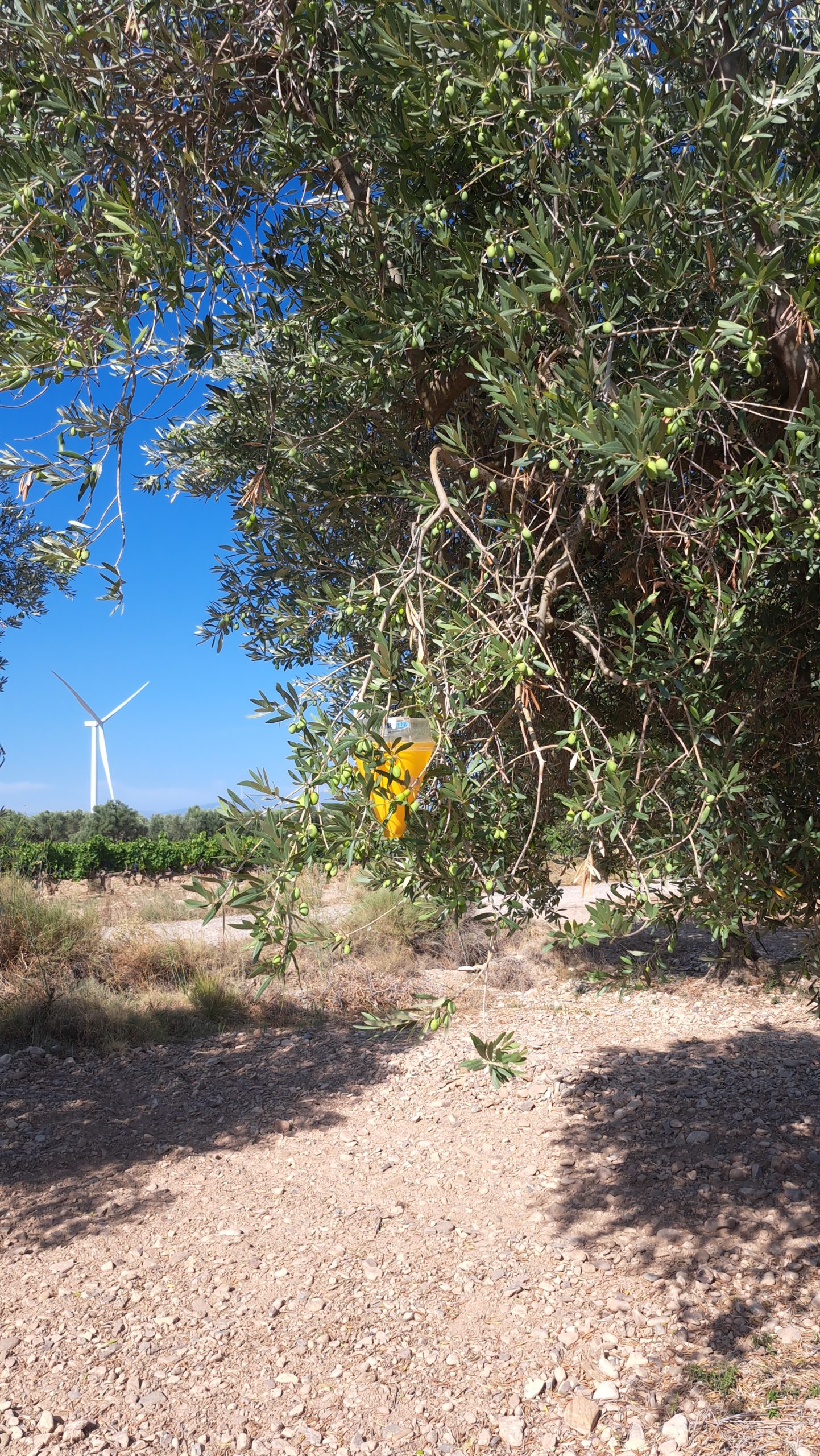 CONTROL BIOLÓGICO DE LA PLAGA DE LA MOSCA DEL OLIVO – Olivera de Magallón